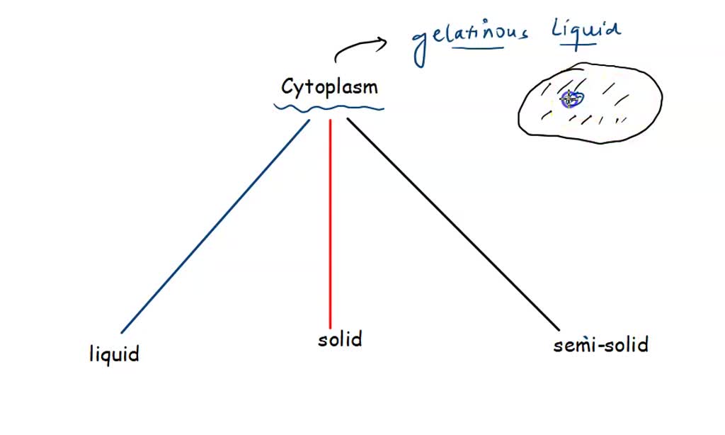 SOLVED: In most cells, cytoplasm maintains a liquid consistency semi ...
