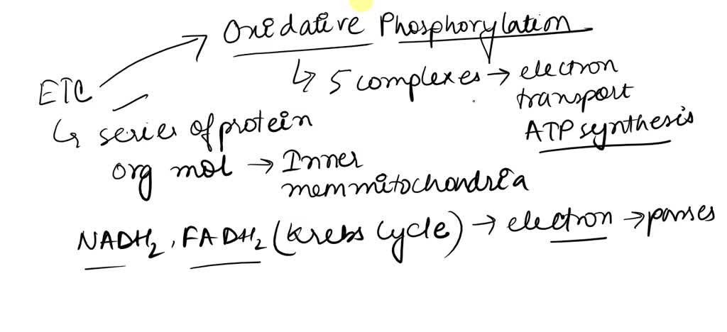 SOLVED: 101. The potential energy source used to drive ATP Synthase function is high-energy ...