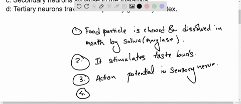 In the sensory pathway for taste the second order neurons go...