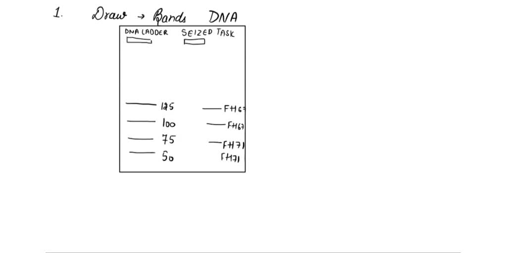 SOLVED: Draw the expected pattern of bands on a gel that shows the ...