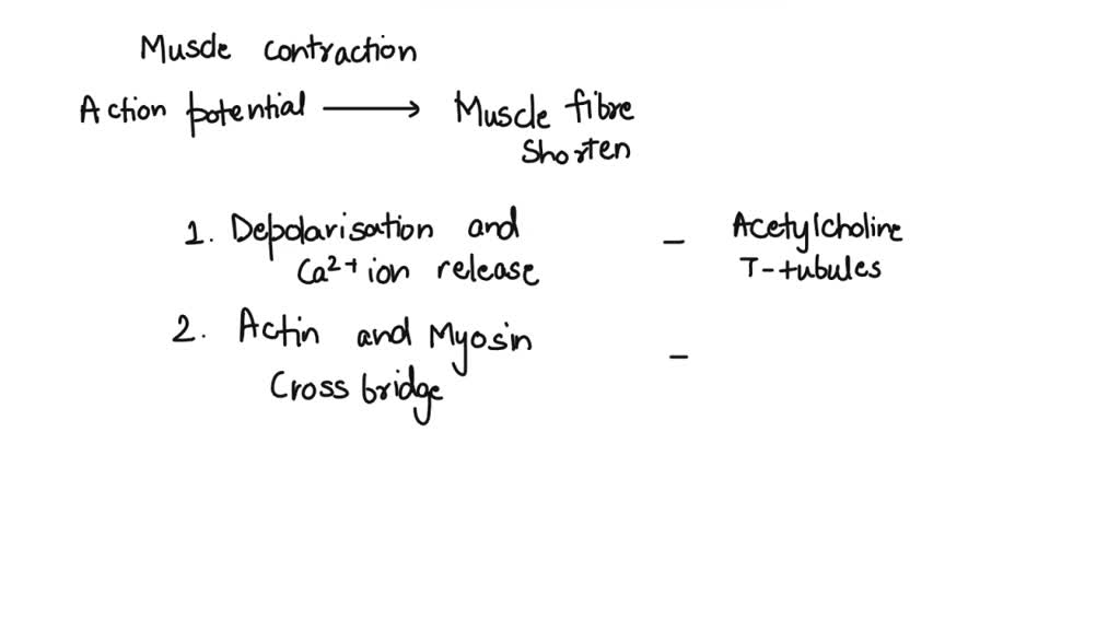 SOLVED: Steps in a Muscle Contraction. Fill in the steps below showing ...