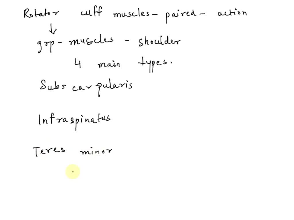 SOLVED: Which rotator cuff muscle is correctly paired with its action ...