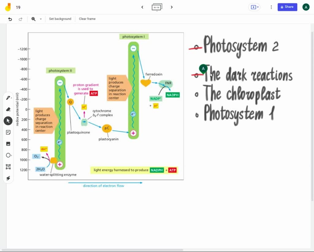 SOLVED: Question 4 1 pts What is the function of NADPH in ... SOLVED: Question 4 1 pts What is the function of NADPH in ...