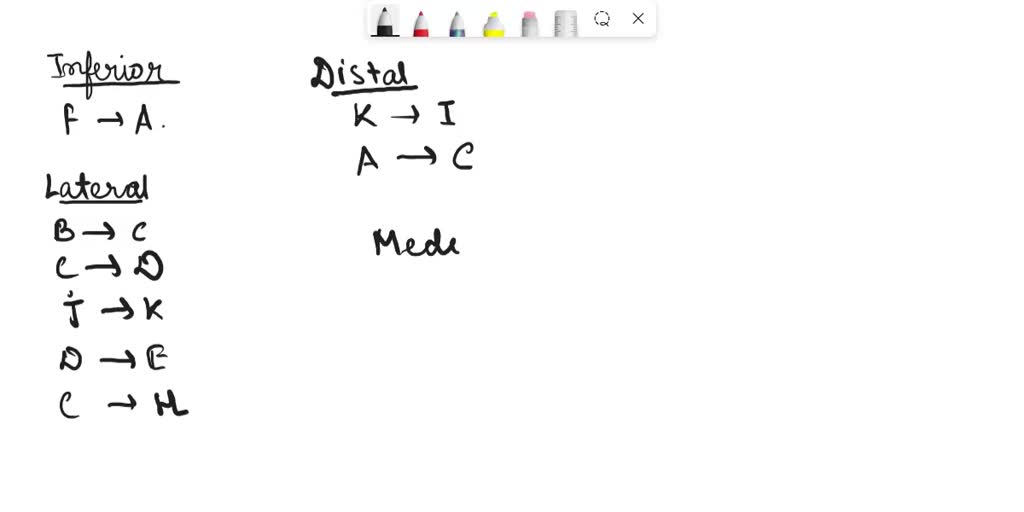 SOLVED: Imagine the box below represents an anterior view of a human ...