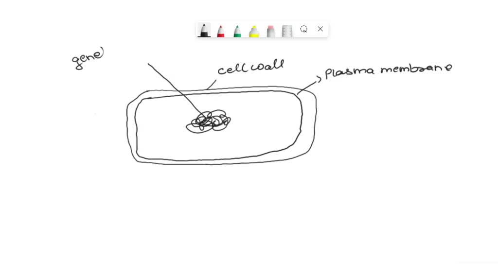 SOLVED: Draw a diagram of the structure of unicellular Eukaryote on ...