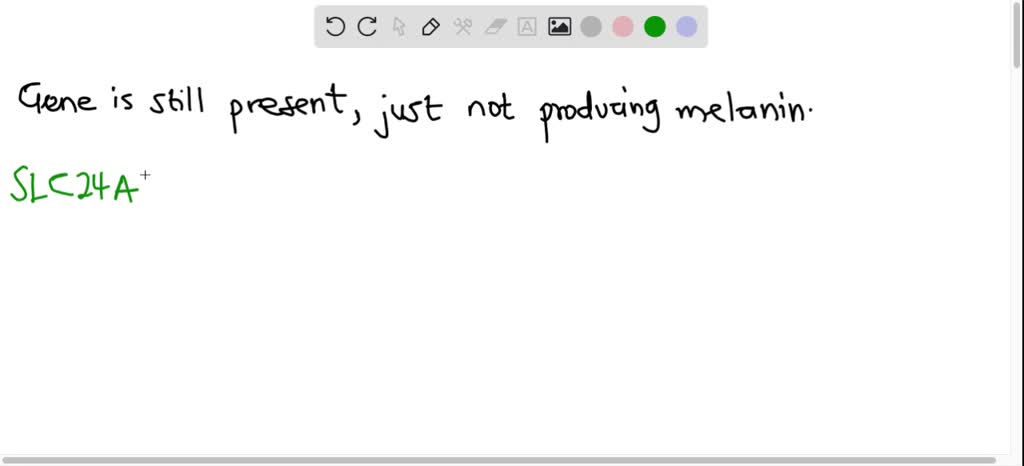 SOLVED: The deletion of a large portion of the SLC24A5 gene causes an ...