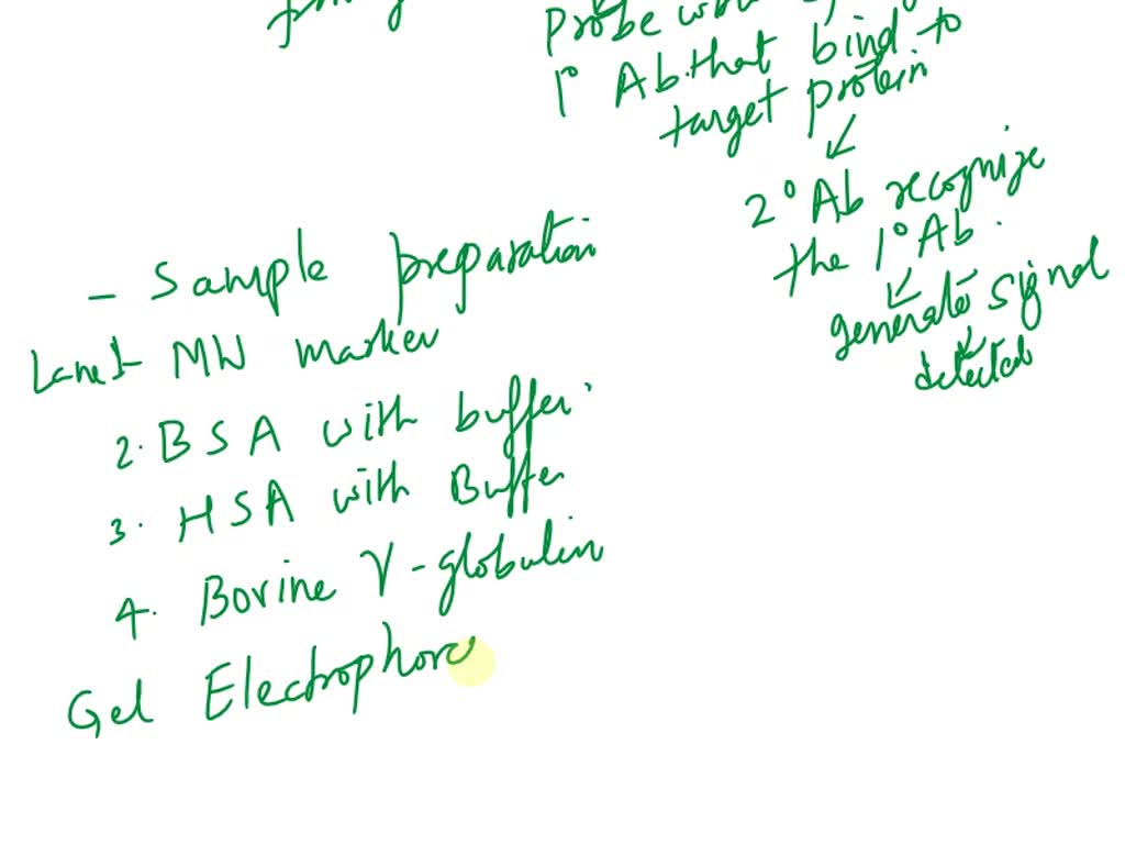 SOLVED: Draw how your western blot would look. Lane 1: MW standards ...