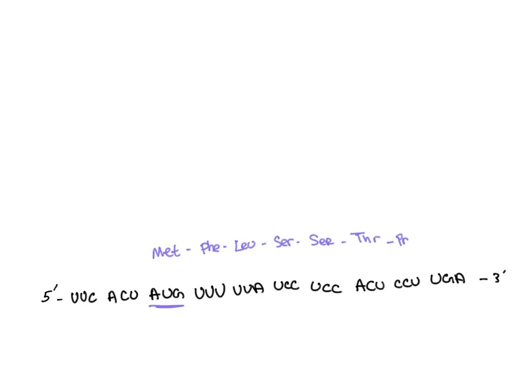 SOLVED: The following mRNA transcript would result in what polypeptide ...