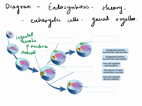 The diagram depicts the origin of chloroplasts and...