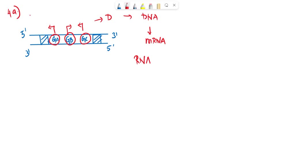 Solved Predict Rna And Protein Sequences From Dna Sequences Using The