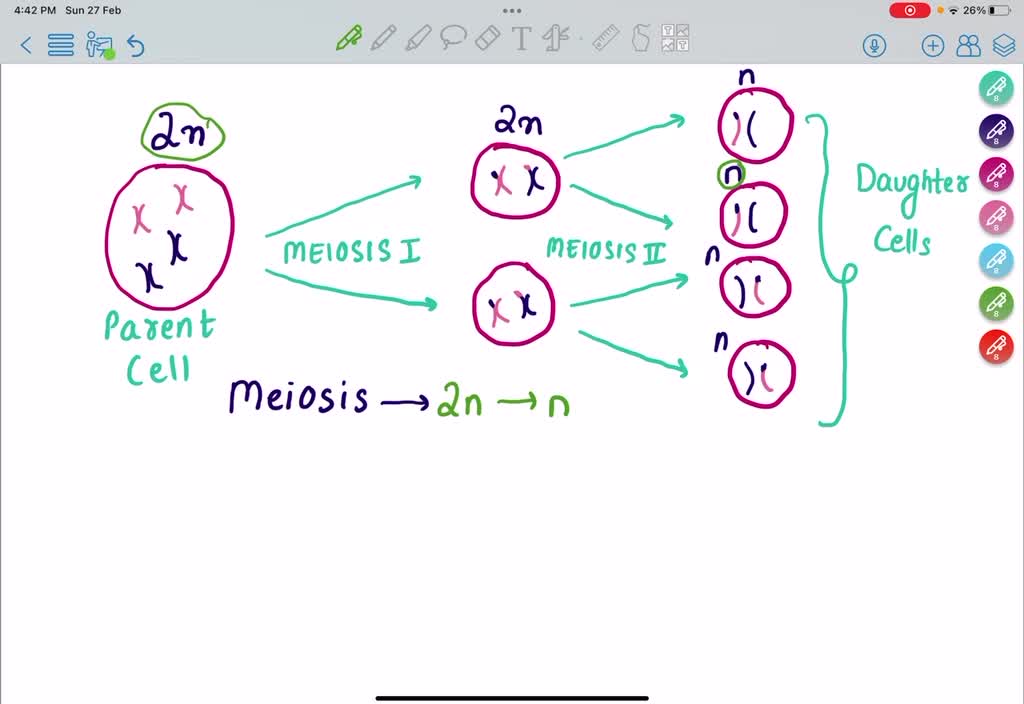SOLVED: A biologist marked a cell that she knew was about to undergo ...