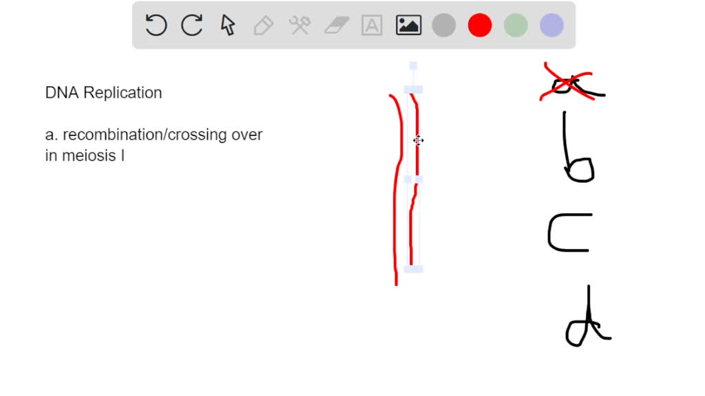 SOLVED: AAl bEcDt AaBbl followed by the resulting daughter molecules ...