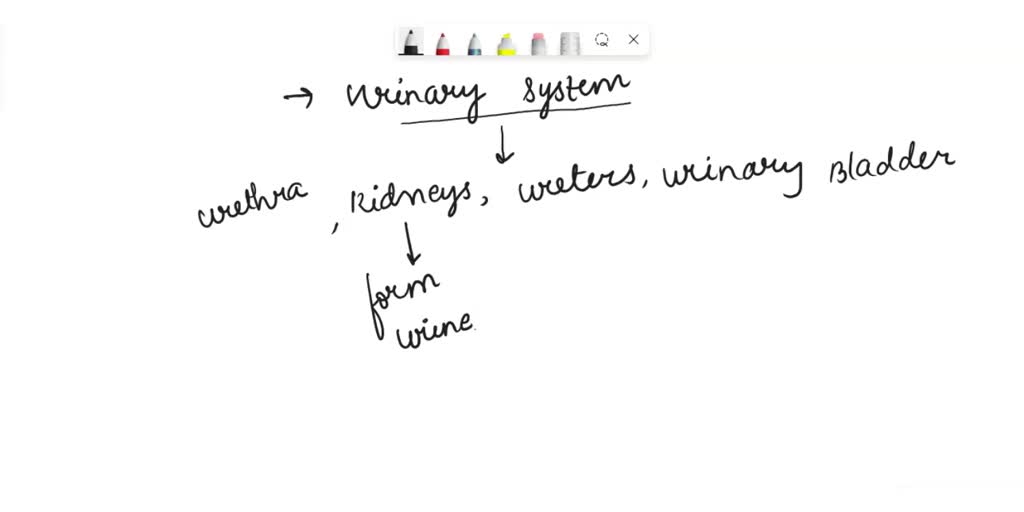 SOLVED: Text: Chapter 25 - The Urinary System Coverage included ...
