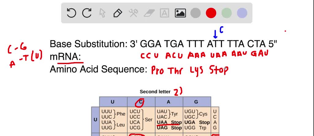 SOLVED: base substitution 3' - GGA TGA TTT AT TTA CTA.- 5' mRNA codons ...