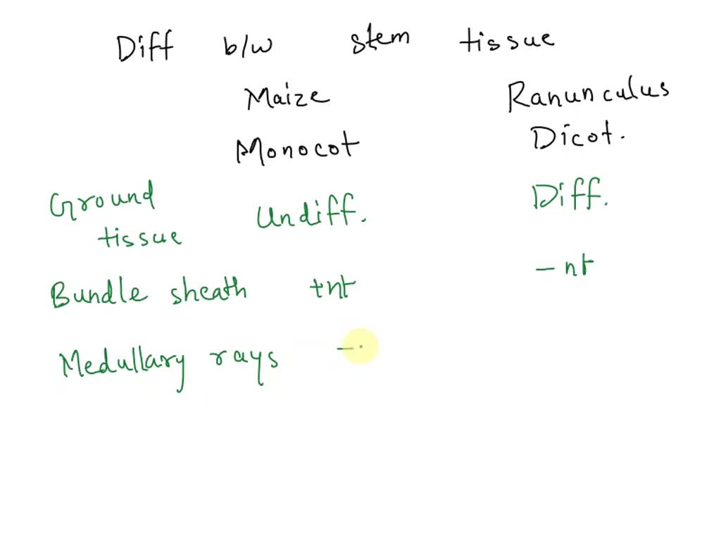 SOLVED: Stem tissues of monocots Observe the demonstration slide of Xs ...