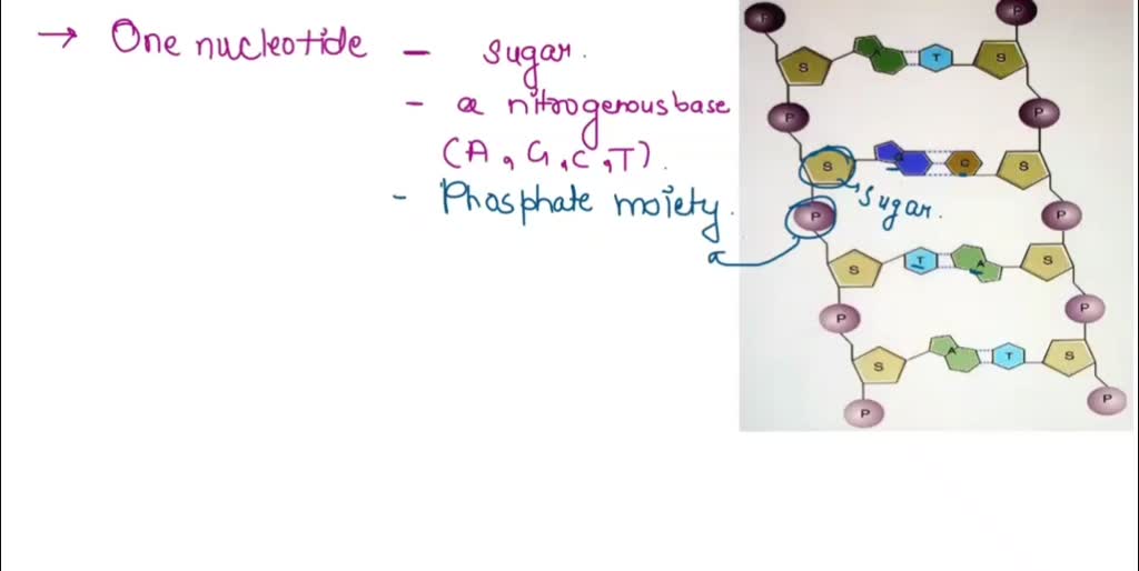 SOLVED: How many Nucleotides are represented below? 0 16 010