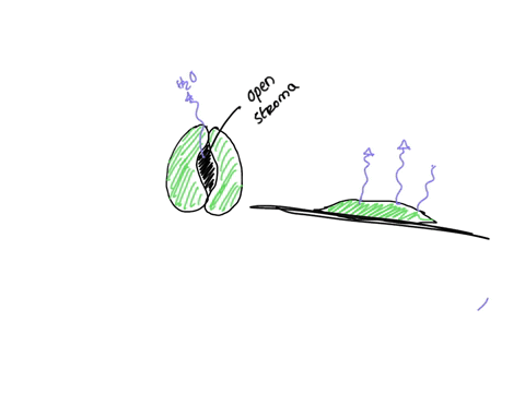 Plants have openings in their leaves called stomata. When...