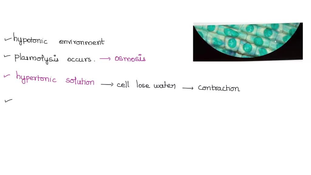 SOLVED: Which of the following are true regarding this image? Select ...