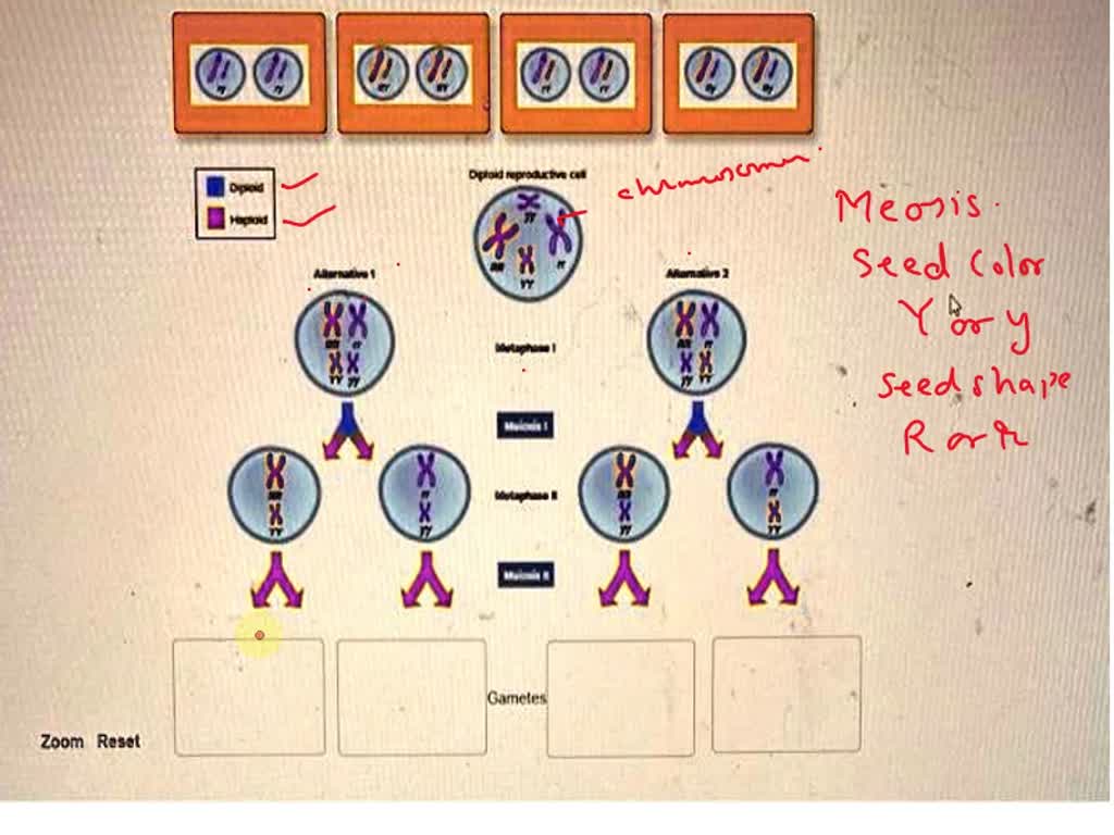 SOLVED: Label the plcture of a pea cell undergoing meiosis where ...