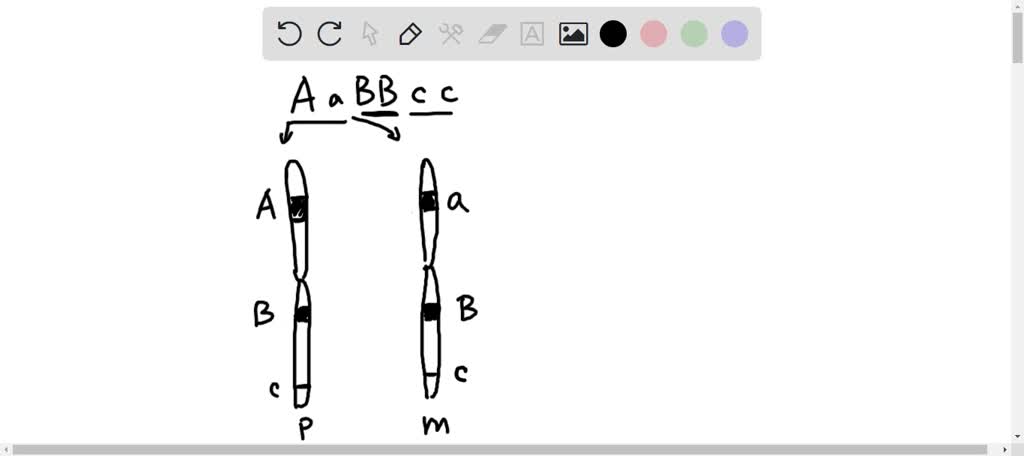 SOLVED: "Part A: DNA and Chromosomes Use heterozygous pea plant dw page ...