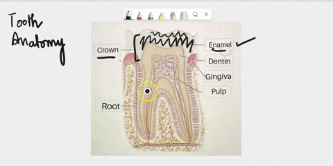 ORAL CAVITY LAB 20 EXERCISE 20-2 A Label the components of the oral ...