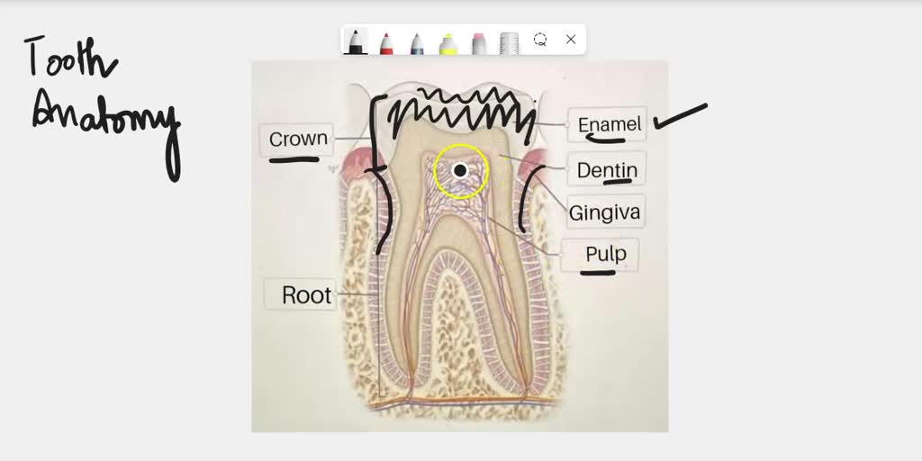 SOLVED: Root canal Enamel Root Dentin Neck Cementum Crown Gingiva ...