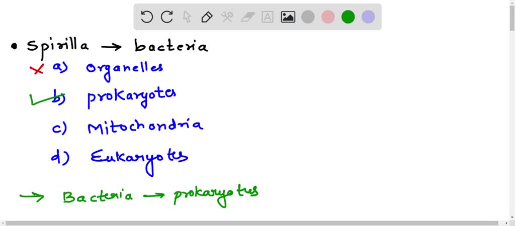 SOLVED: Spirilla, a type of bacteria, are a organelles b prokaryotes c ...