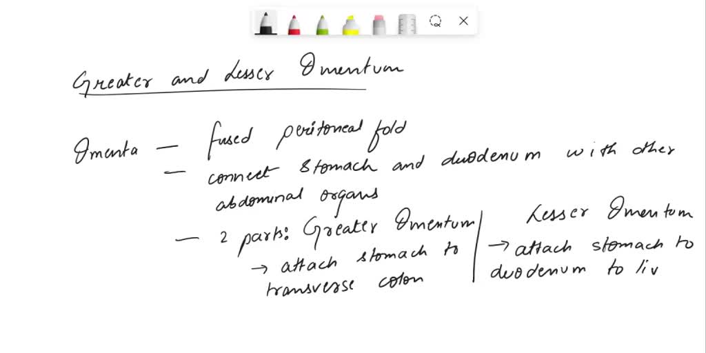SOLVED: Greater Omentum Lesser Omentum Attached superiorly to the ...
