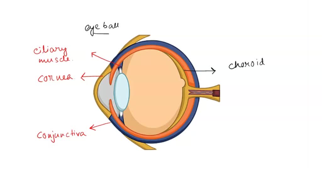 SOLVED: Text: UNIT 15 REVIEW Check Your Recall: Label the following ...