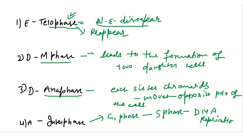 SOLVED: Which of the following is not a phase of mitosis? Holophase ...