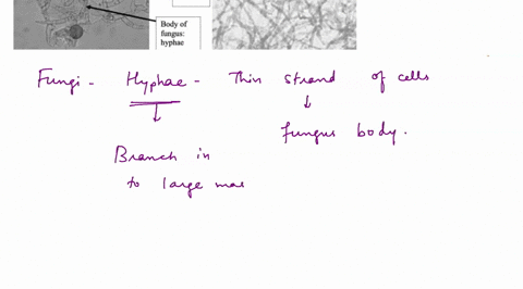 This diagram shows the structure of a multicellular fungus,...