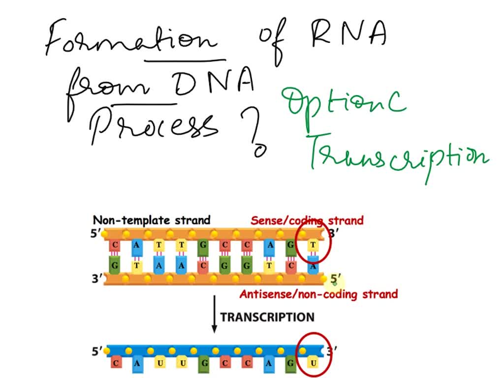 SOLVED: The process of formation of mRNA from DNA is known as A ...