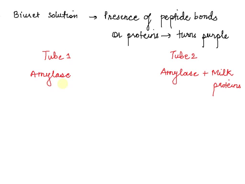 You set up an experiment with two tubes. Both tubes contain amylase and ...