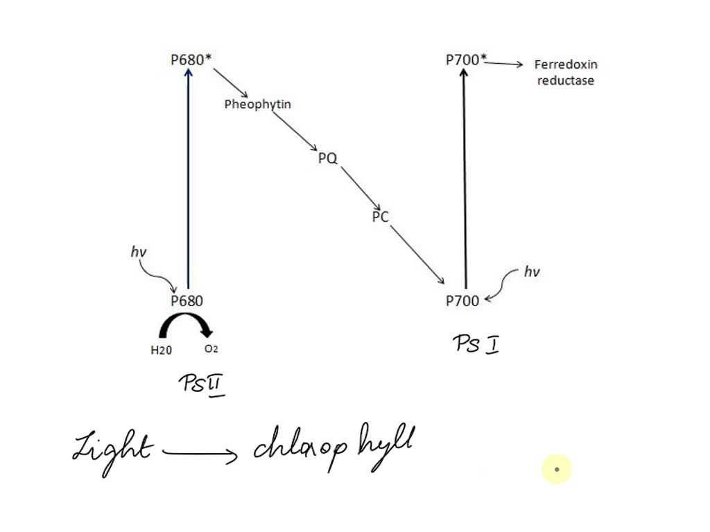 SOLVED: The figure below shows the Z-scheme for photosynthesis ... SOLVED: The figure below shows the Z-scheme for photosynthesis ...
