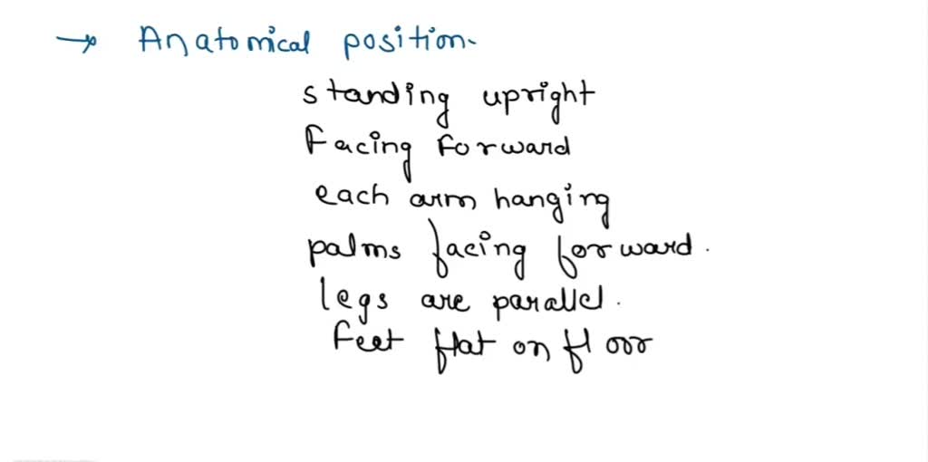 SOLVED: In the anatomical position, the body is standing upright, with ...