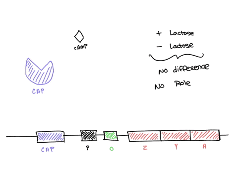 You have molecular clones of the lac repressor, the lac...