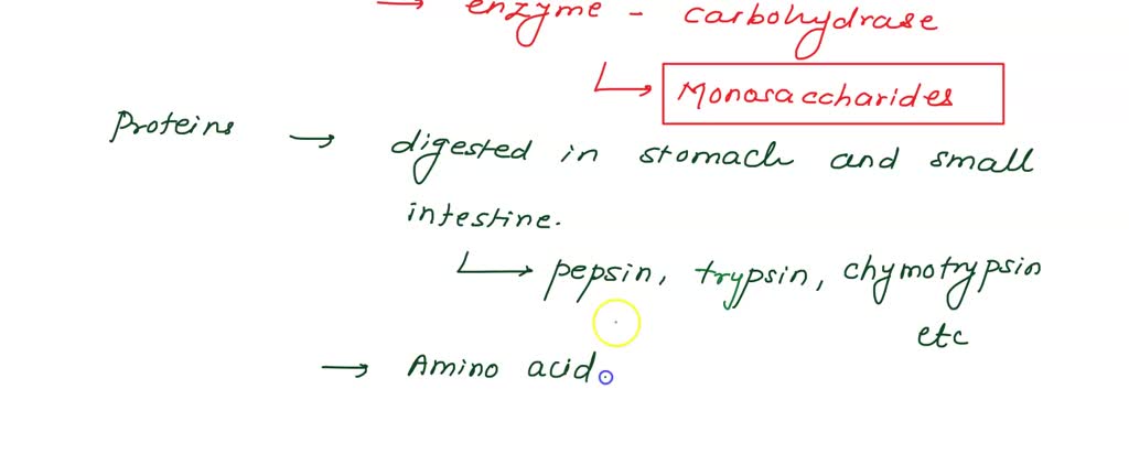 SOLVED: Section 5 Digestive System What enzyme types chemically ...