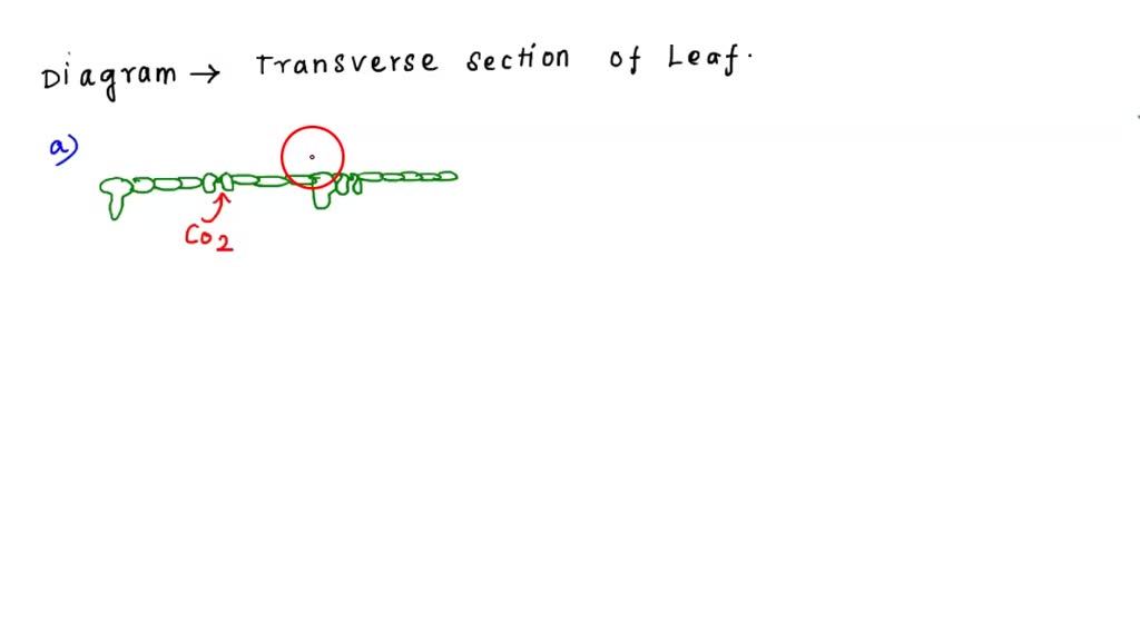 SOLVED: On Diagram 3, complete the following tasks. Draw how CO2 gets ...
