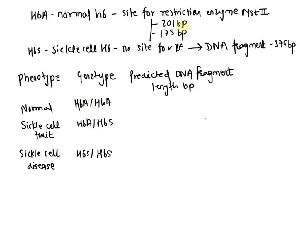 SOLVED: Using your PCR-IDEL map of the HbA and HbS alleles from 5 ...