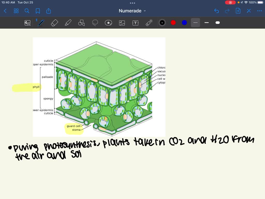 SOLVED: 2.3 Draw and label the following:(a) Section of a leaf showing ...