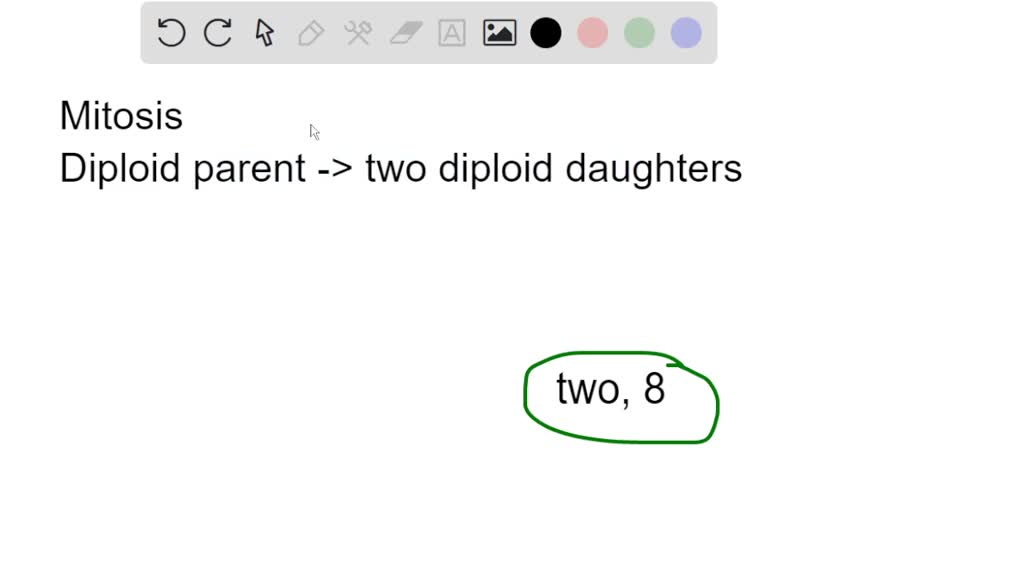 SOLVED: A diploid cell with 8 chromosomes (2n=8) undergoes mitosis. At ...