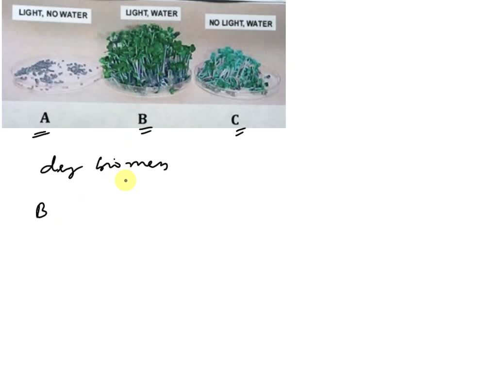 The Radish Experiment Light; No Water Light; Water No Light; Water ...