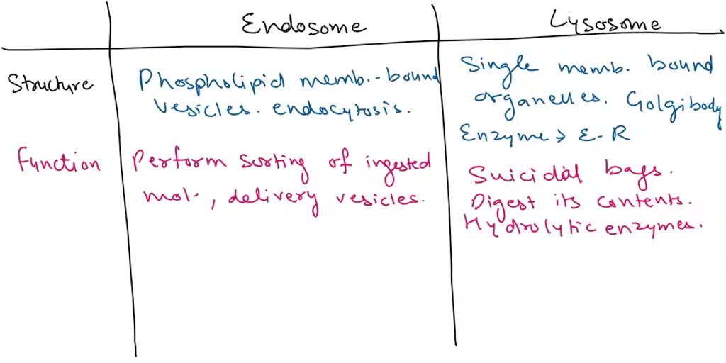SOLVED: What is the difference between endosome and lysosome in ...