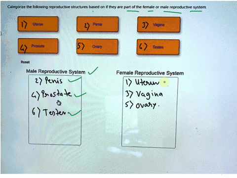 [GET ANSWER] Categorize the following reproductive structures based on if they are part of the ...
