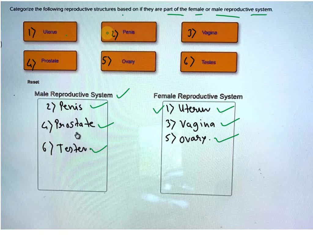SOLVED: Name BIOL 72 - Written Online Worksheet 4 Reproductive System ...