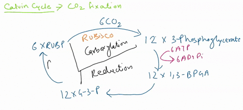 Direction complete the information on the calvin cycle below...
