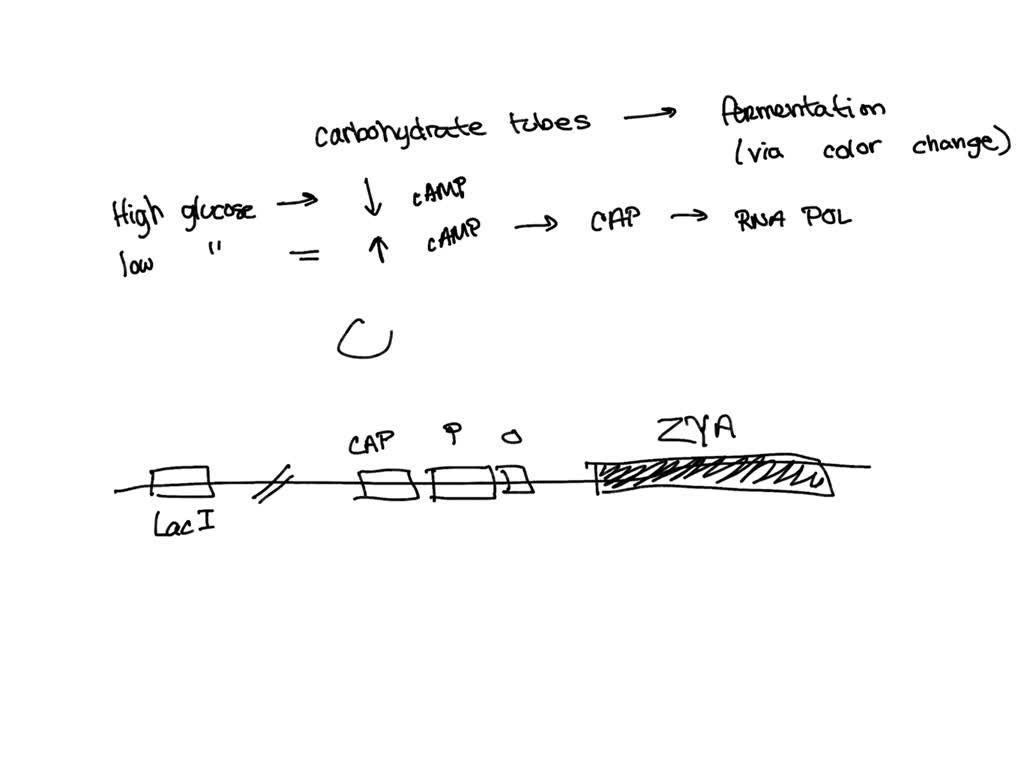 SOLVED: Explain why the color is different between the lactose tube and ...