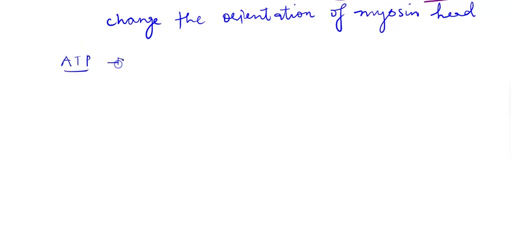 SOLVED: During rigor mortis: (there is one correct answer) Calcium ...