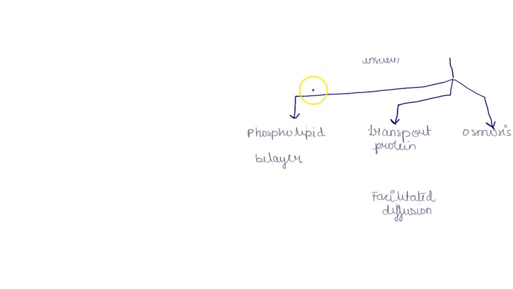 SOLVED: Draw "concept map' of the cell membrane Incl ude; Fluid mosaic ...