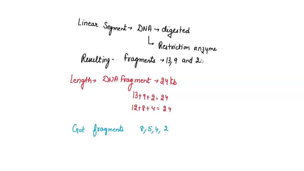 SOLVED: A DNA molecule has been cleaved using several restriction ...